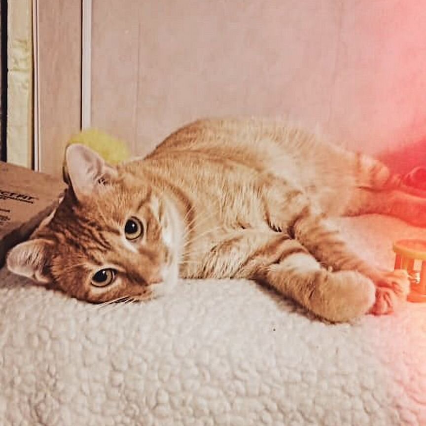 Рыжий кот