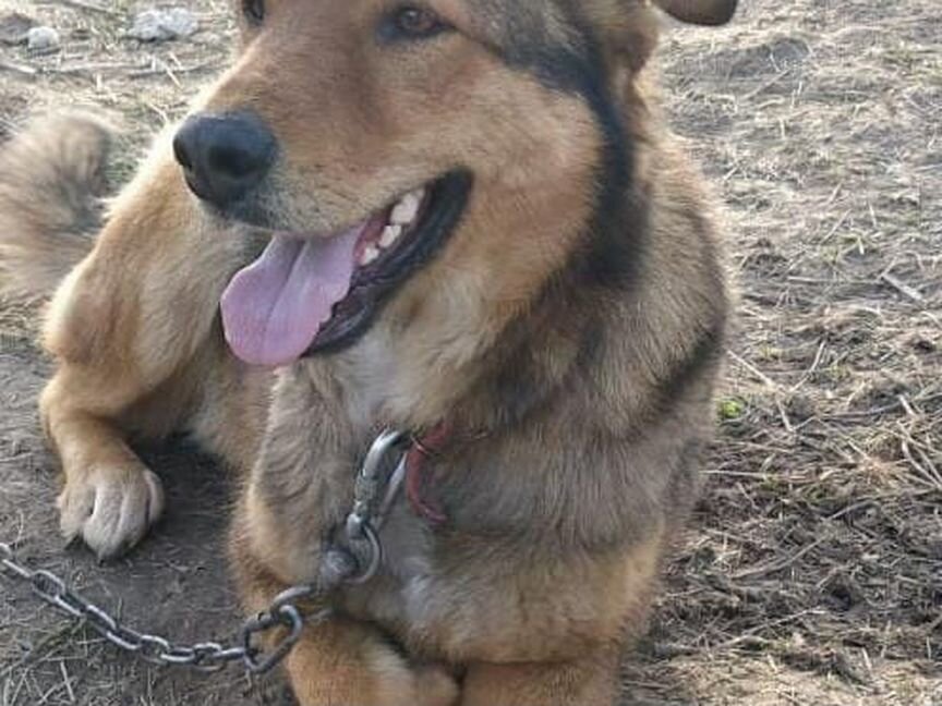 Собака в добрые руки отдам бесплатно