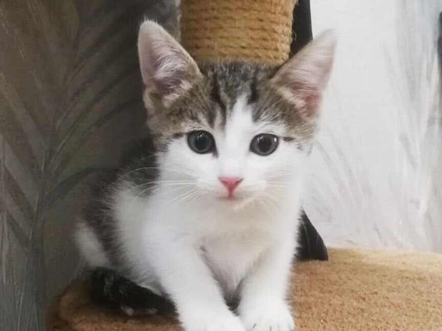 Котенок девочка в добрые руки
