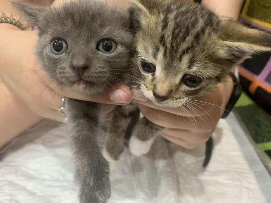 Отдаю двух маленьких котят