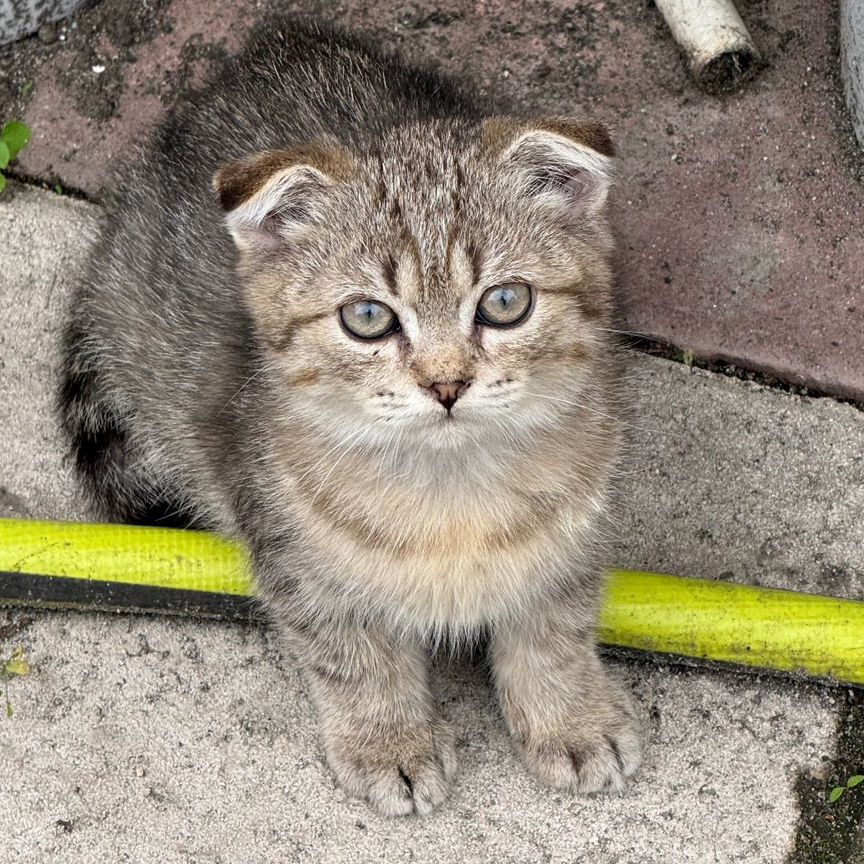 Шотландский вислоухий короткошёрстный котёнок