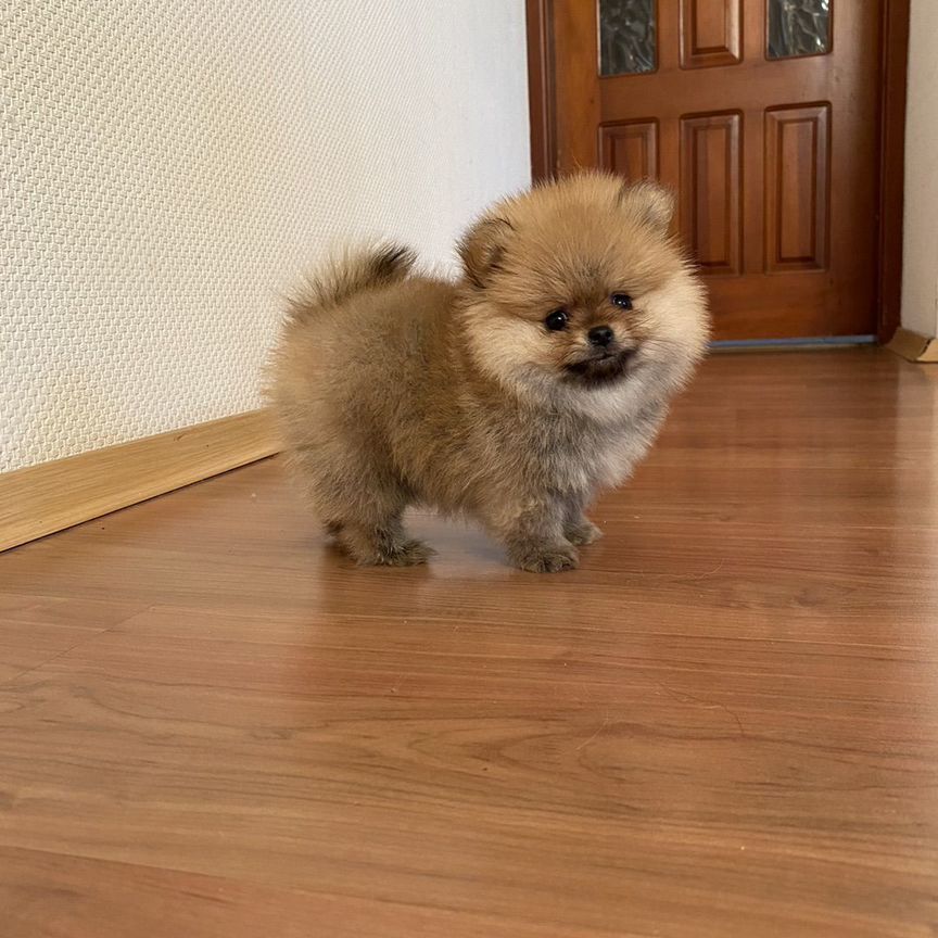 Мини девочка померанского шпица