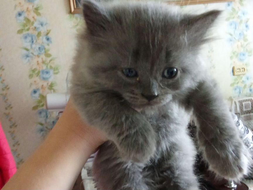 Кошки