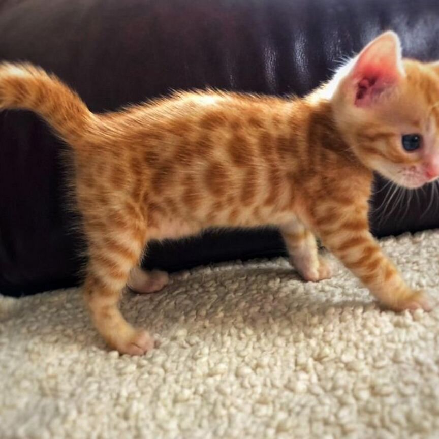 Бенгальская