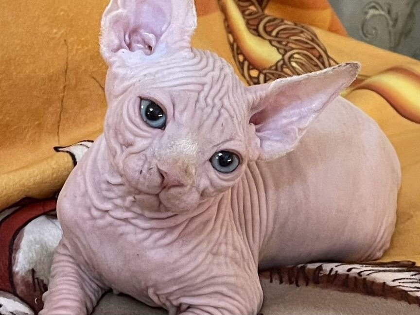 Канадский сфинкс котенок