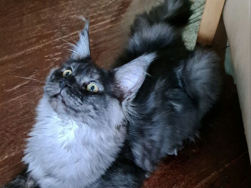 Котёнок мейн-кун