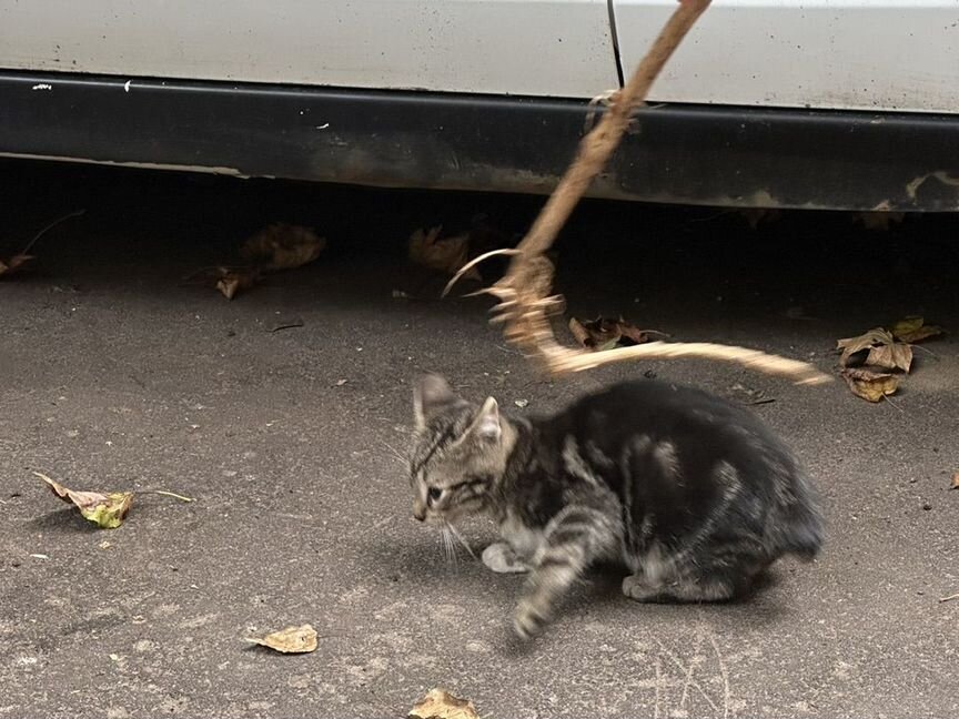 Котятки живут на улице