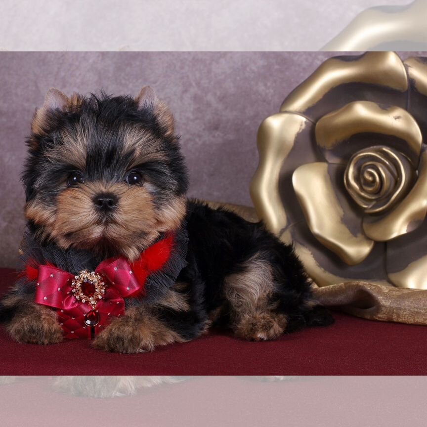 Йоркширский терьер, щенок