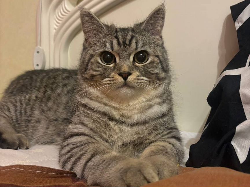 Кот