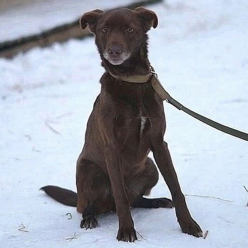 Подопечная приюта