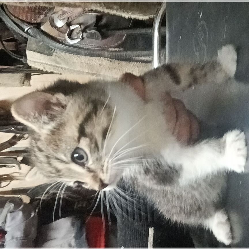 Котята в добрые руки бесплатно