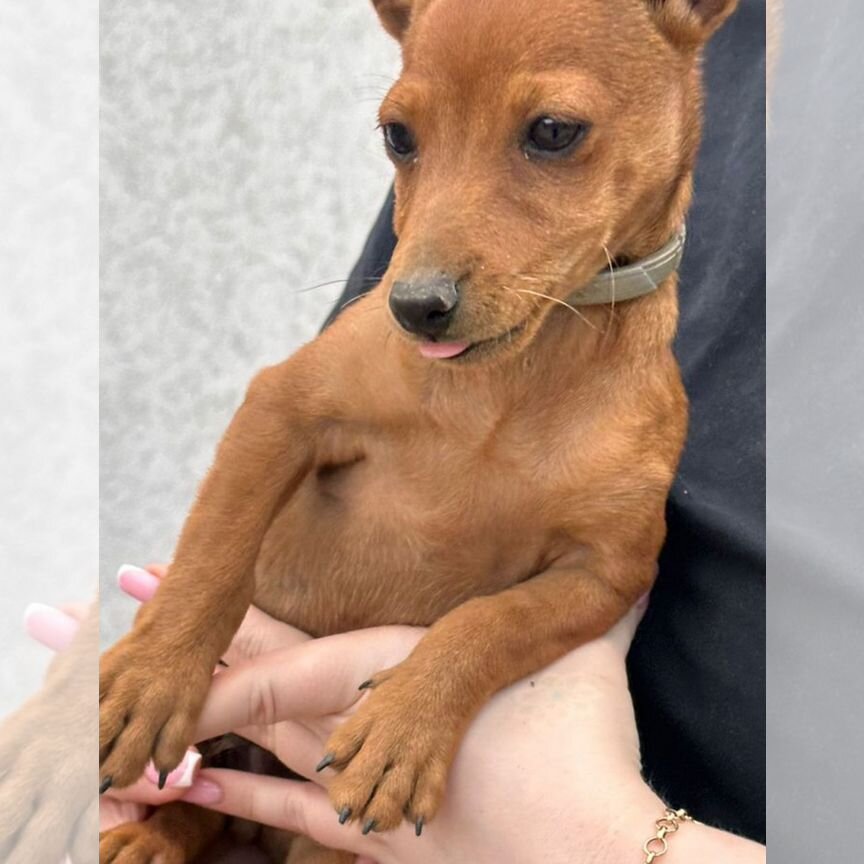 Щенки цвергпинчера