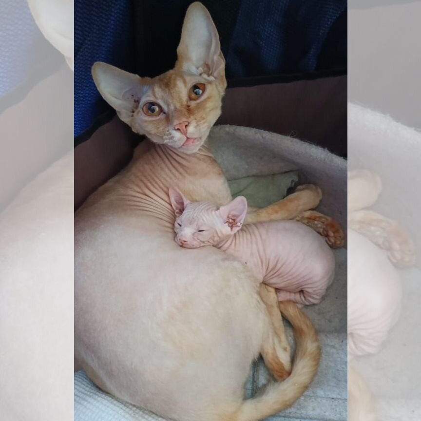 Котята канадский сфинкс