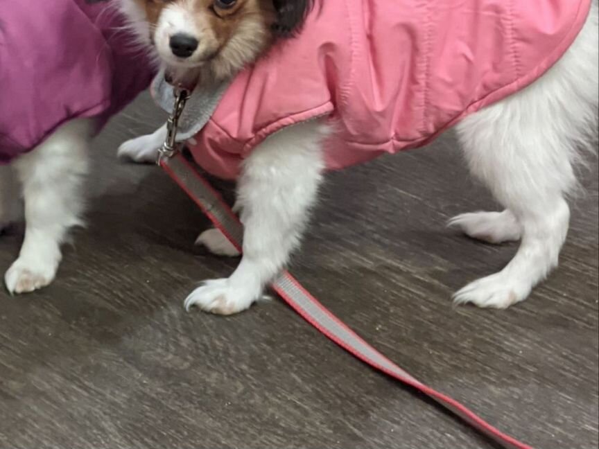 Фален девочка