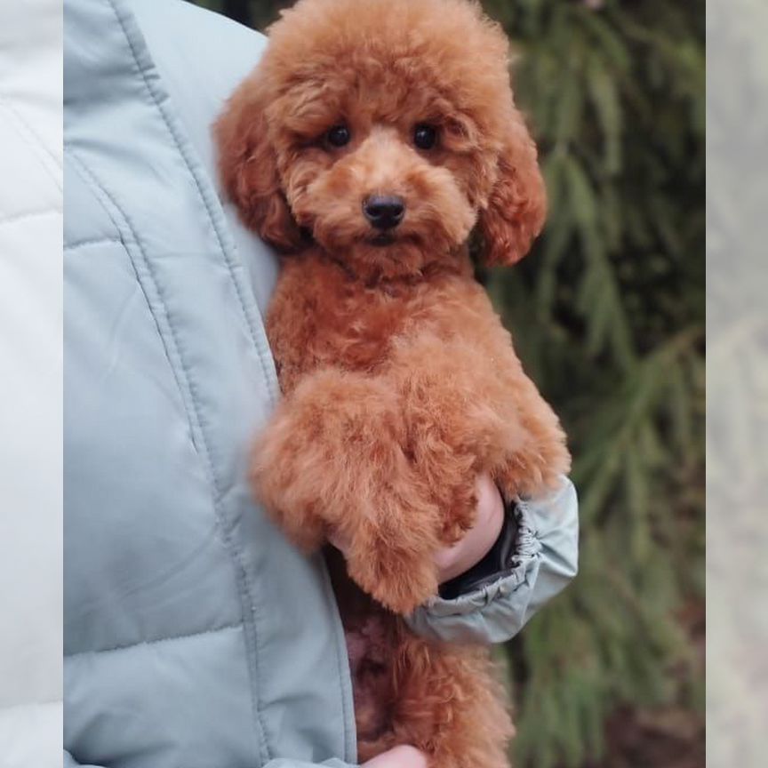 Той-пудель, щенок