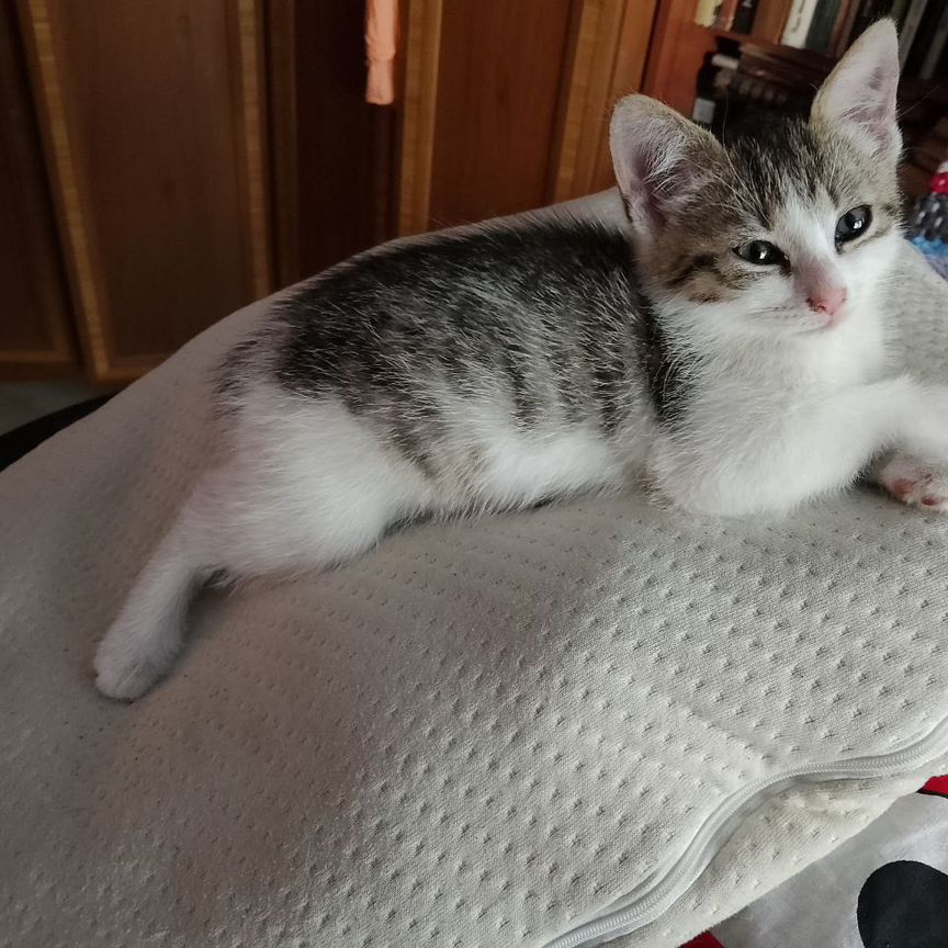 Котенок Даша