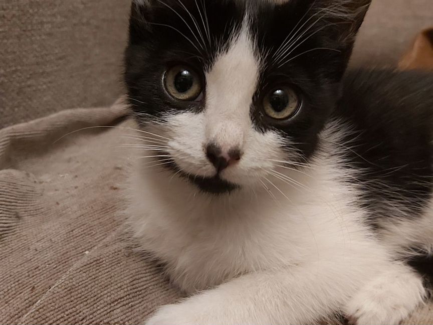 Помогите спасти бездомных котят