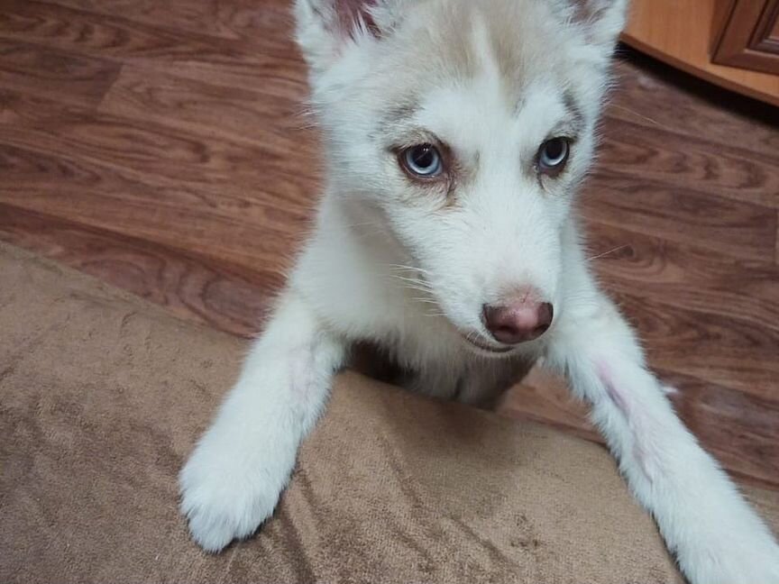 Сибирский хаски