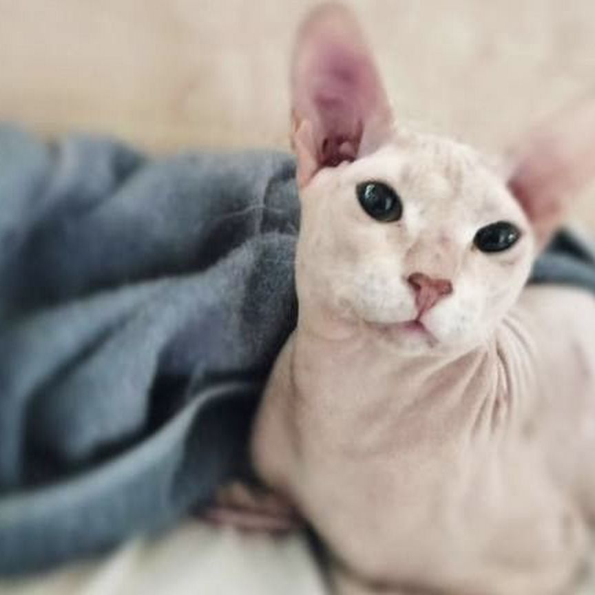 Кот сфинкс