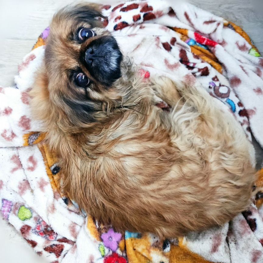 Найдена собака пекинес