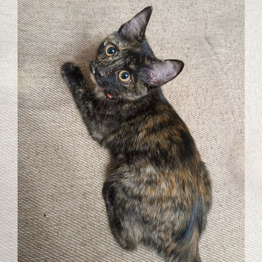 Котёнок в добрые руки