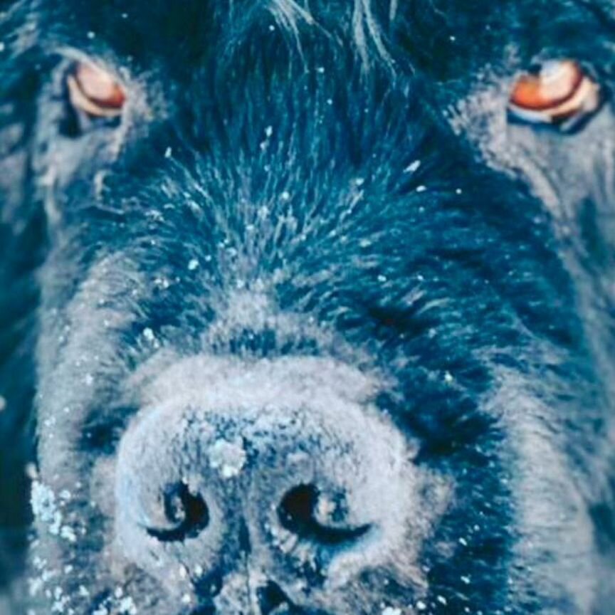 Ньюфаундленд, мальчик