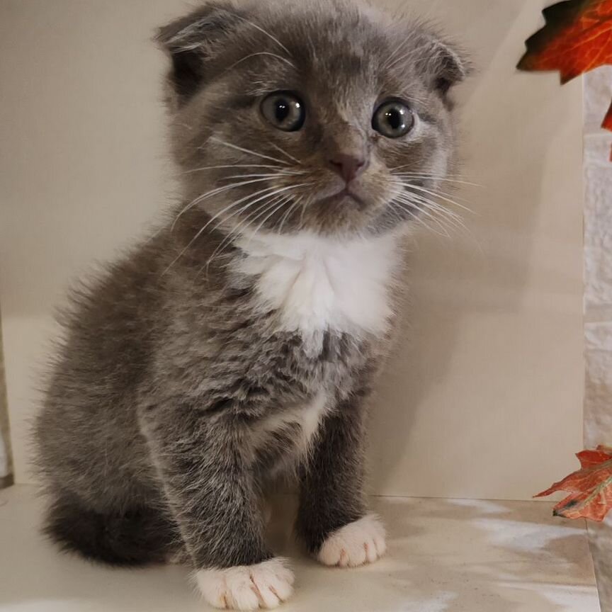Шотландский вислоухий короткошёрстный котёнок