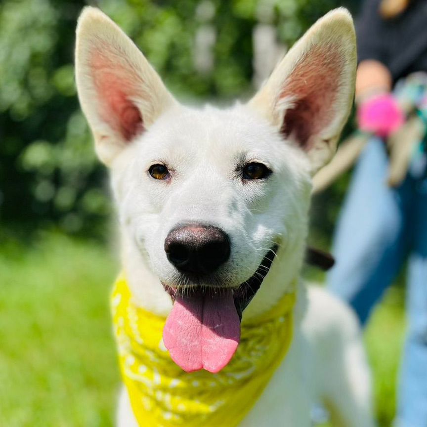 Собака Супра из приюта в дар