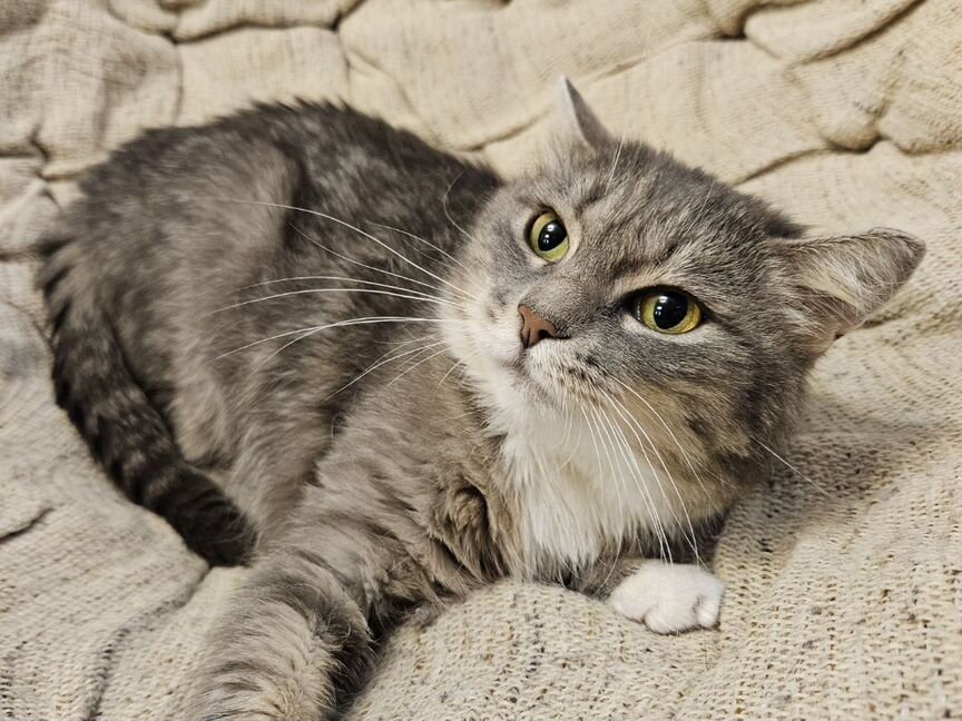 Кошка Симка
