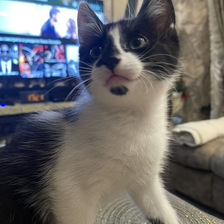 Котики бесплатно в добрые руки