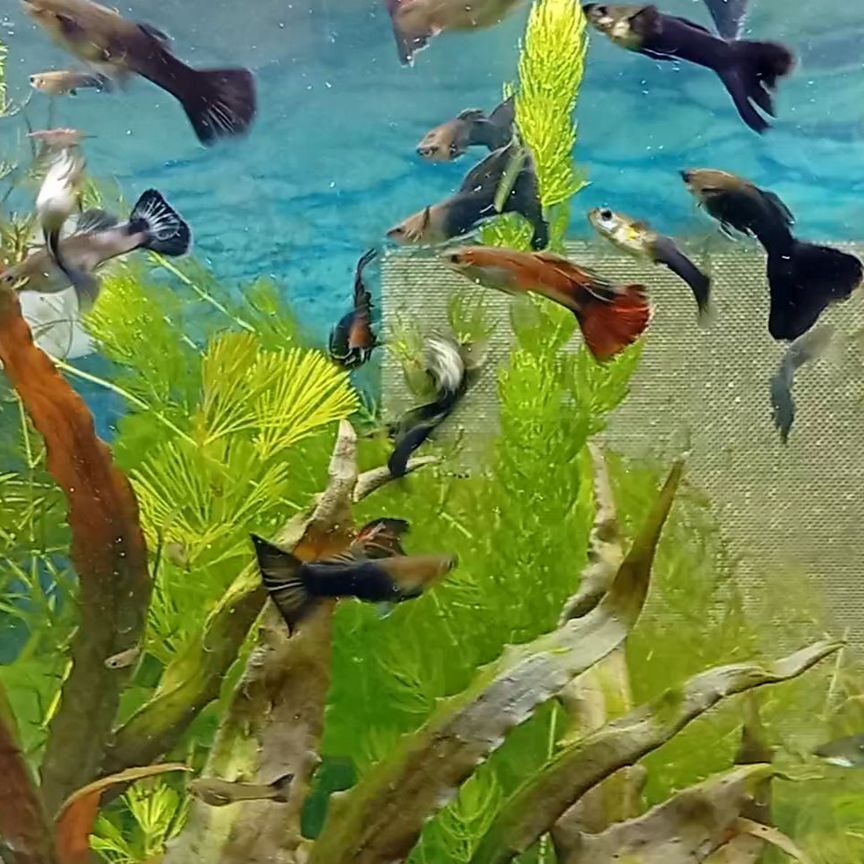 Аквариумные рыбки гуппи