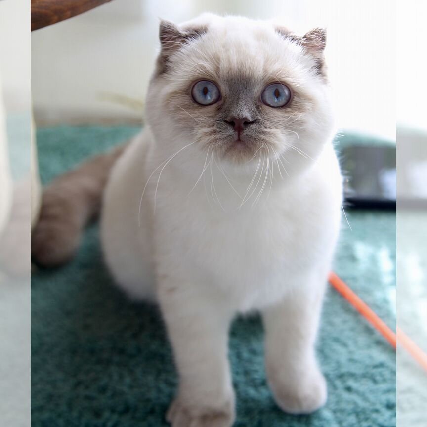 Шотландский вислоухий короткошёрстный котёнок