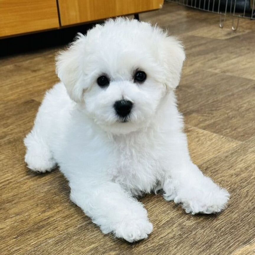 Бишон фризе, щенок