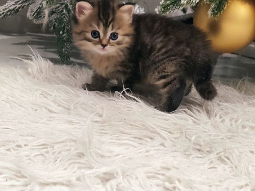 Плюшевые котята