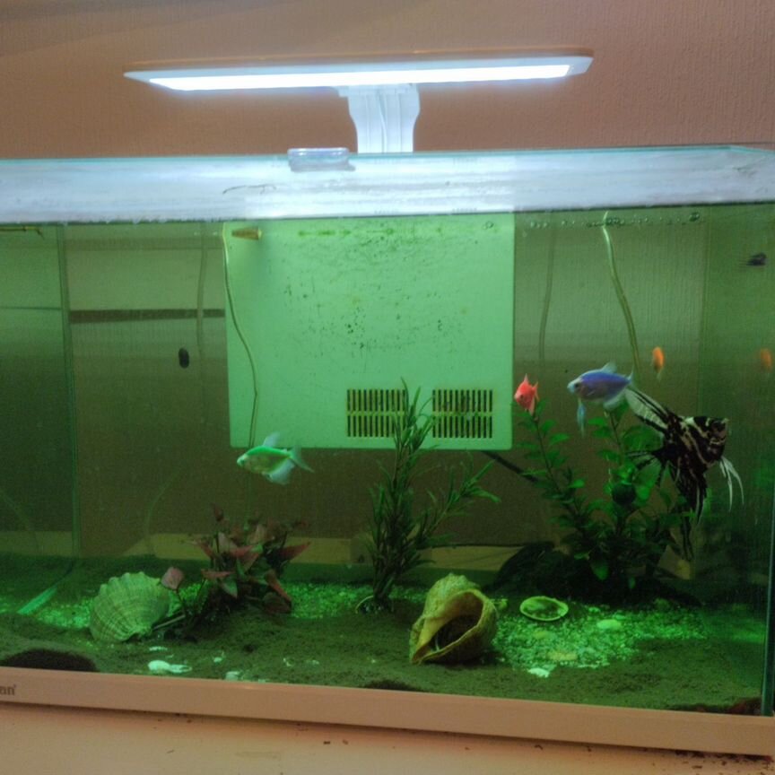 Аквариум с рыбками. Освещение и фильтр в комплекте
