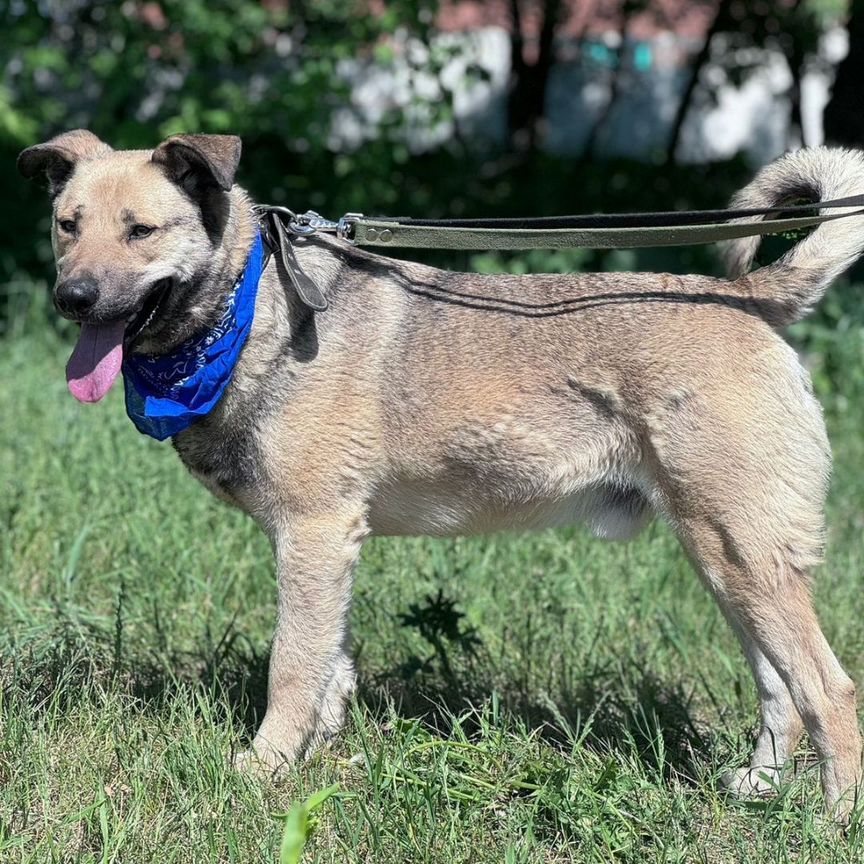 Собака Дружелюбный Кайзер