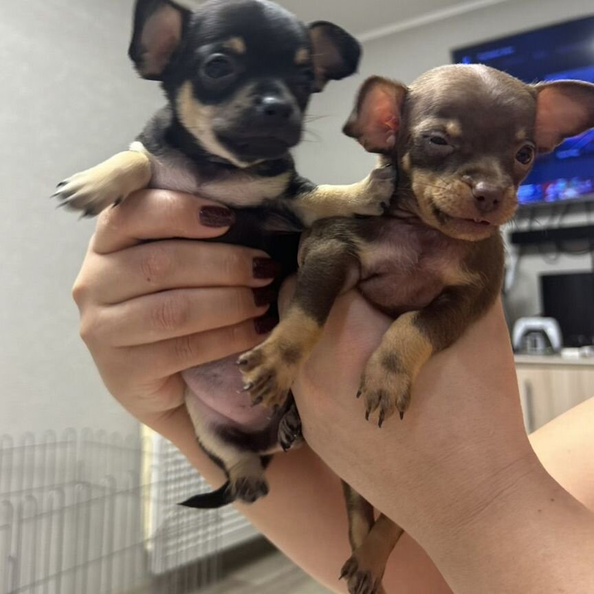 Русский той-терьер, щенок