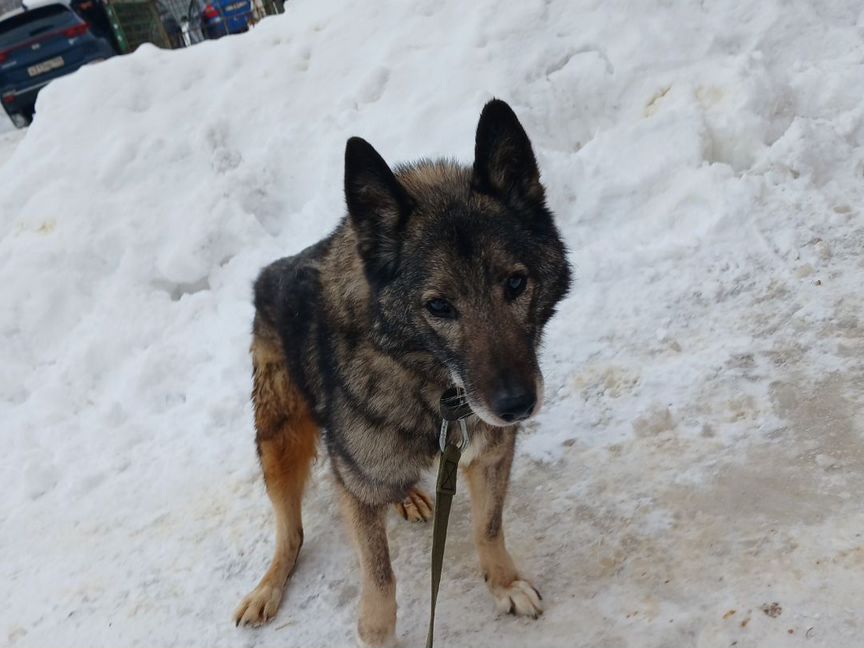Старичок Волчок в приюте