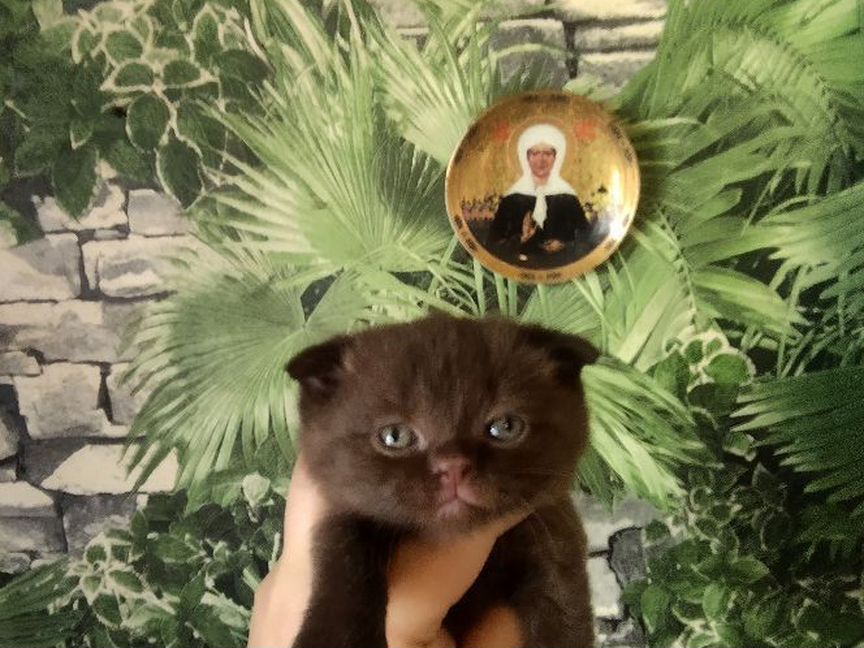 Кошки