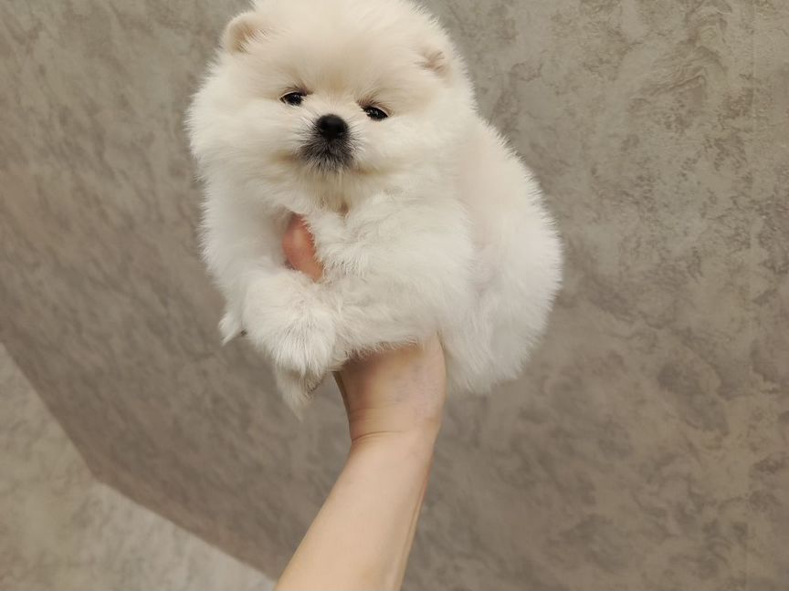 Щенки померанско шпица мини