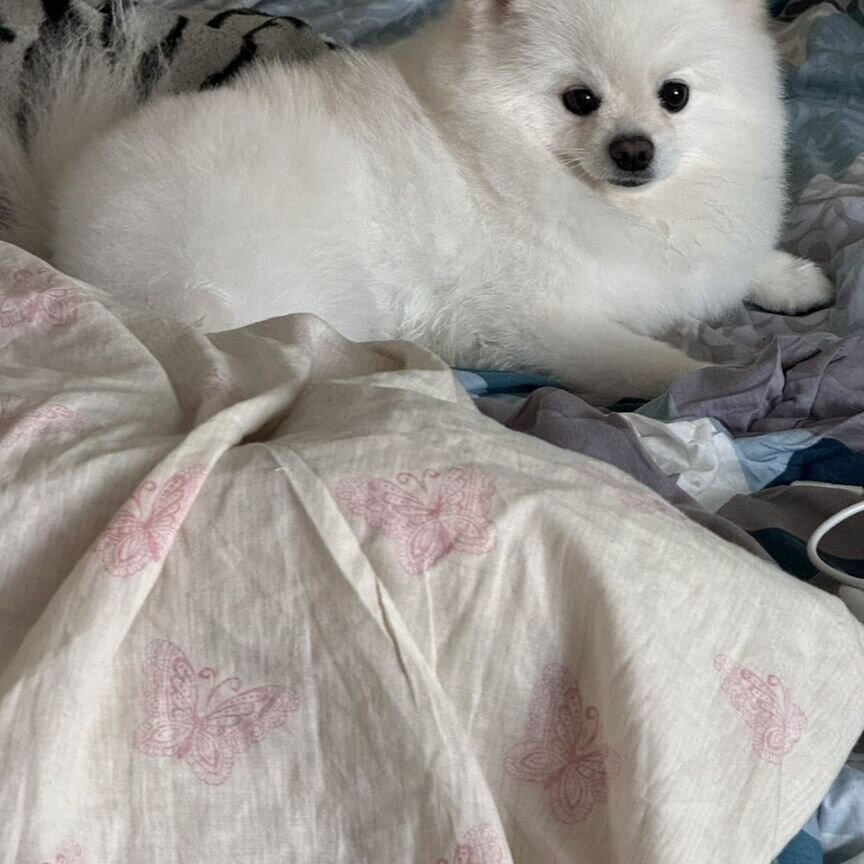 Померанский шпиц вязка кобель