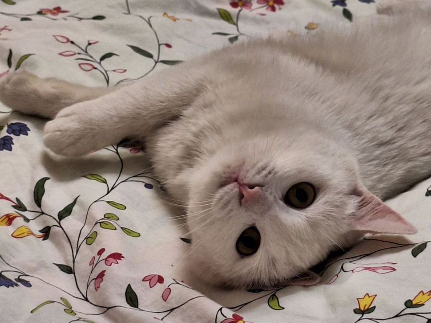 Кошечка в добрые руки