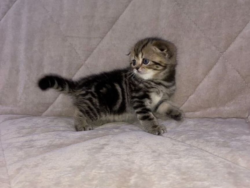 Шотландские вислоухие котята