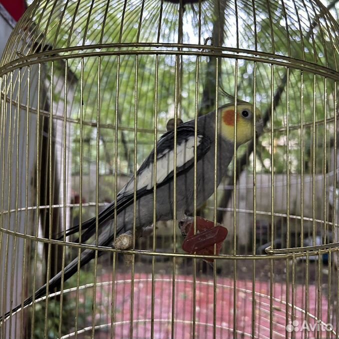 Продам попугая карелла