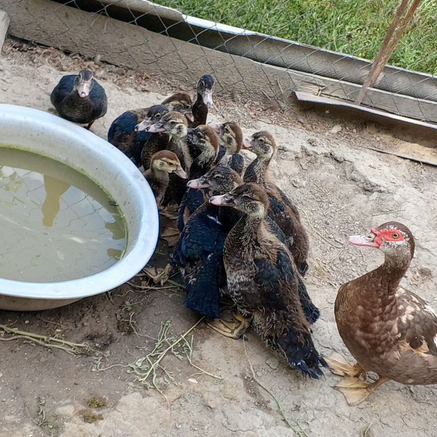 Продам индоутят, трёхмесячные, 400