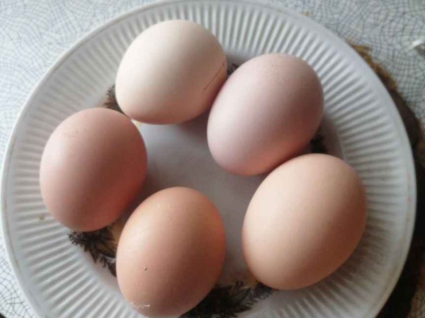 Яйцо домашнее