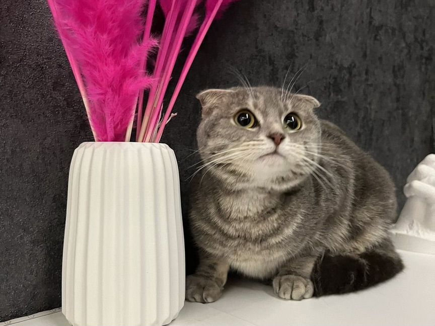 Отдам в добрые руки кошечку шотладку