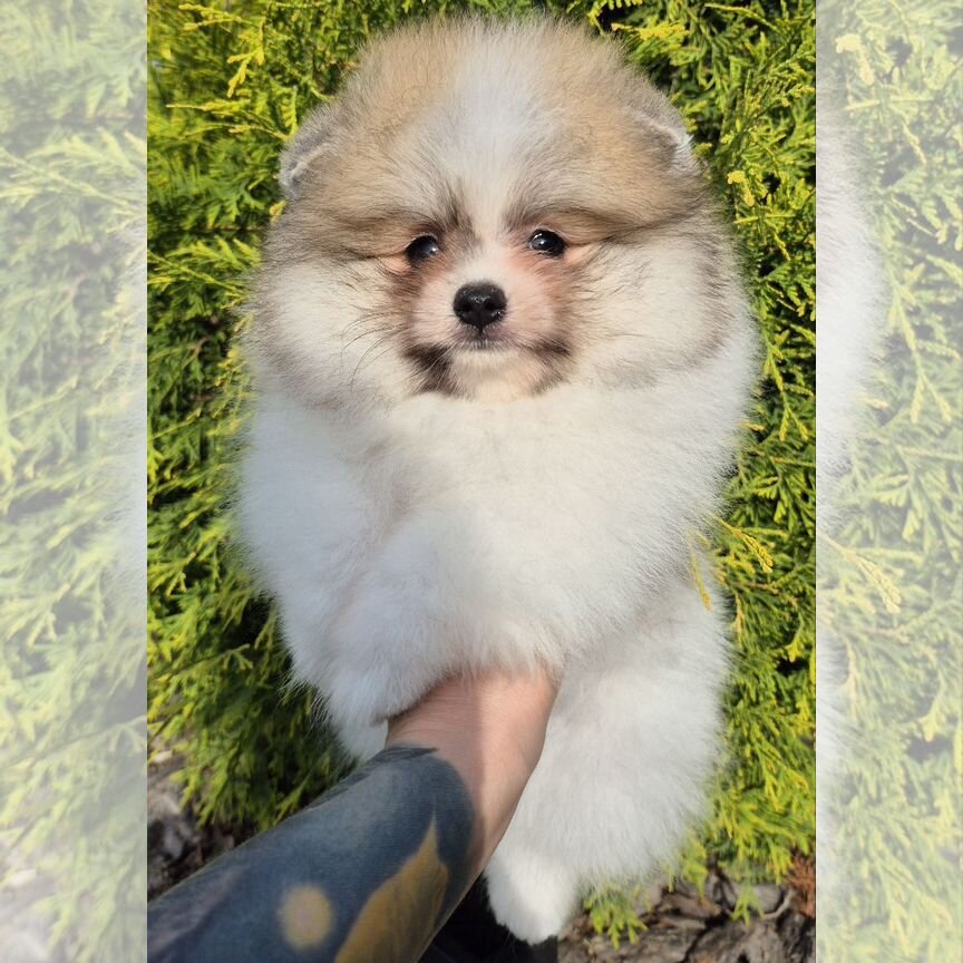 Померанский шпиц мальчик