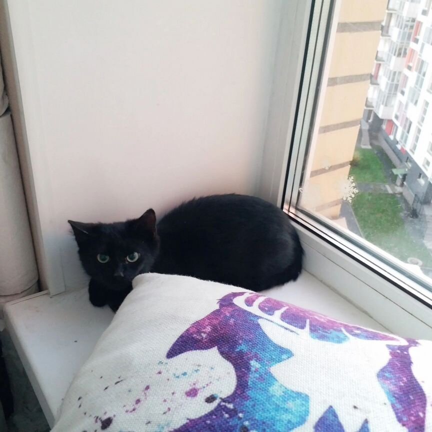 Чёрный котёнок