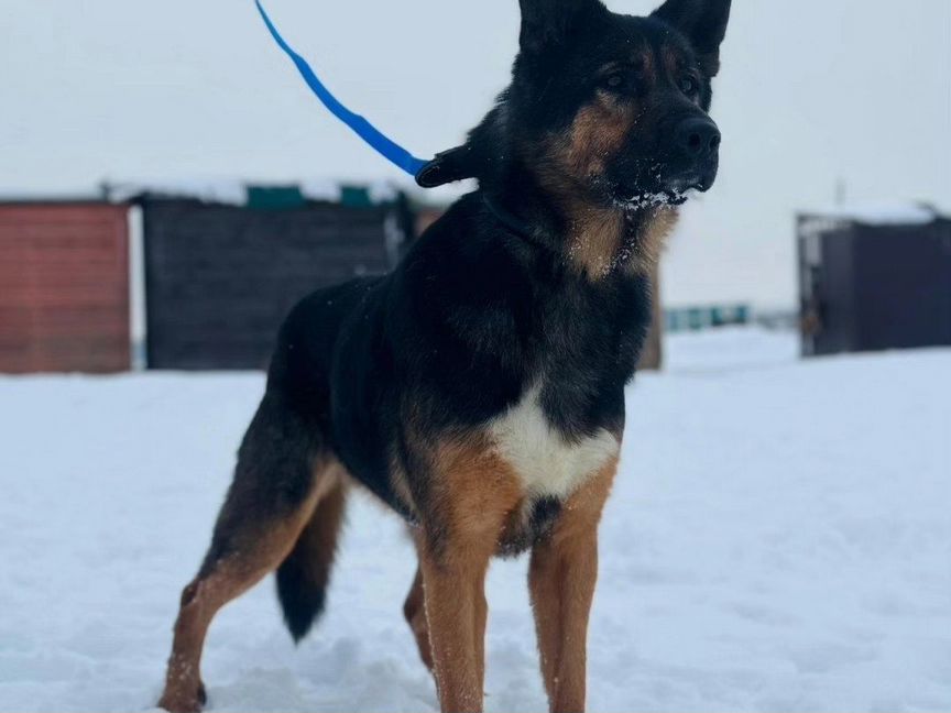 Отдам пса в добрые руки